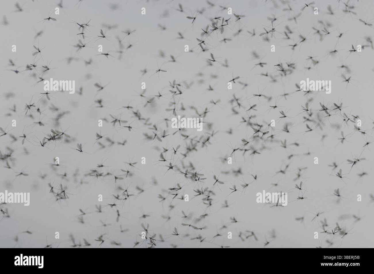 Sugar flies (Chironomus plumosus Stock Photo - Alamy