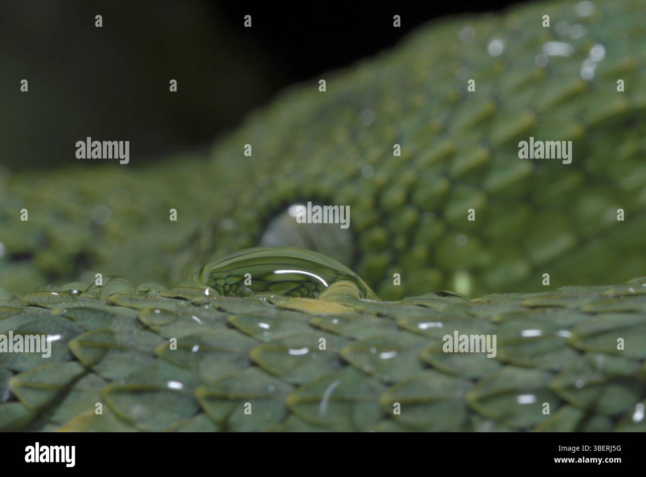 West African bush viper (Atheris chlorechis Stock Photo - Alamy