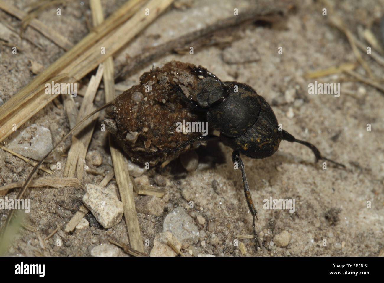 Matter pill moth (Sisyphus schaefferi Stock Photo - Alamy