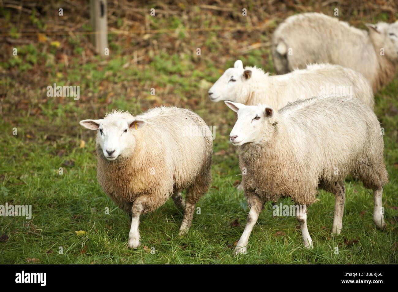 Ewe lamb typical sheep hi-res stock photography and images - Alamy