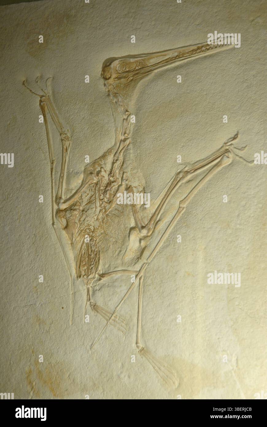 Fossil pterosaur (Pterosaurus antiquus Stock Photo - Alamy