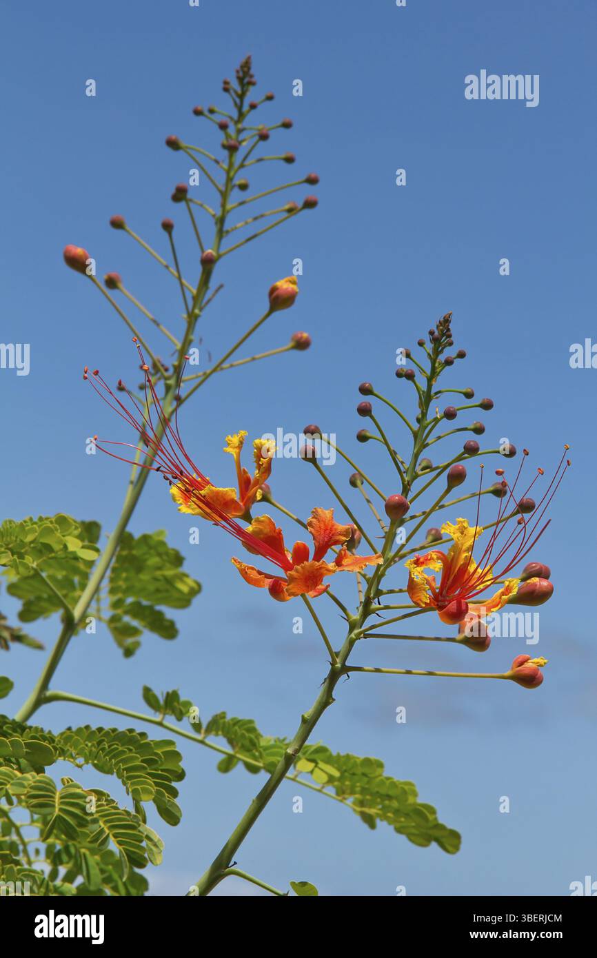 Peacock bush (caesalpinia pulcherrima Stock Photo - Alamy