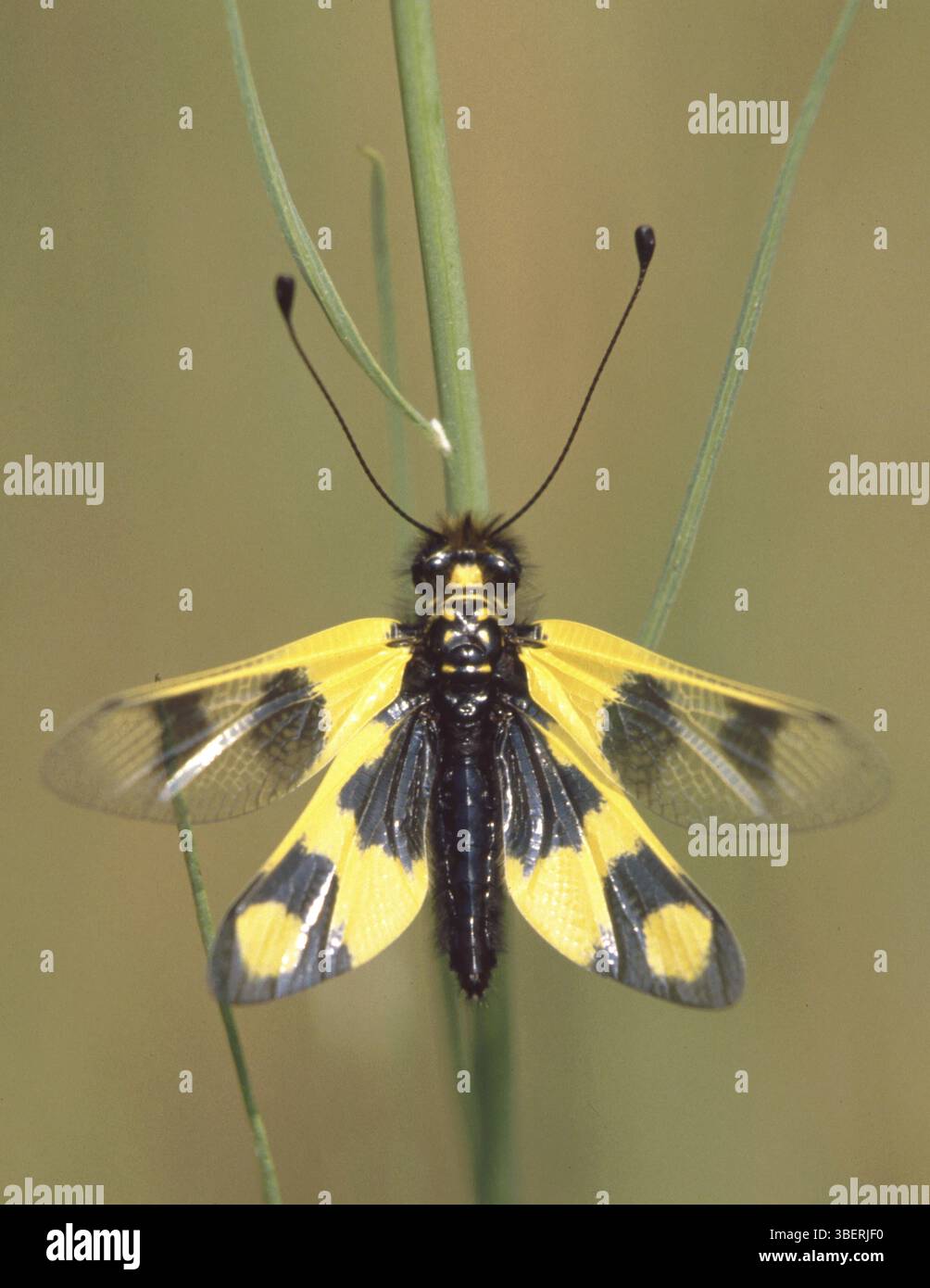 Butterfly shark (libelloides coccajus Stock Photo - Alamy