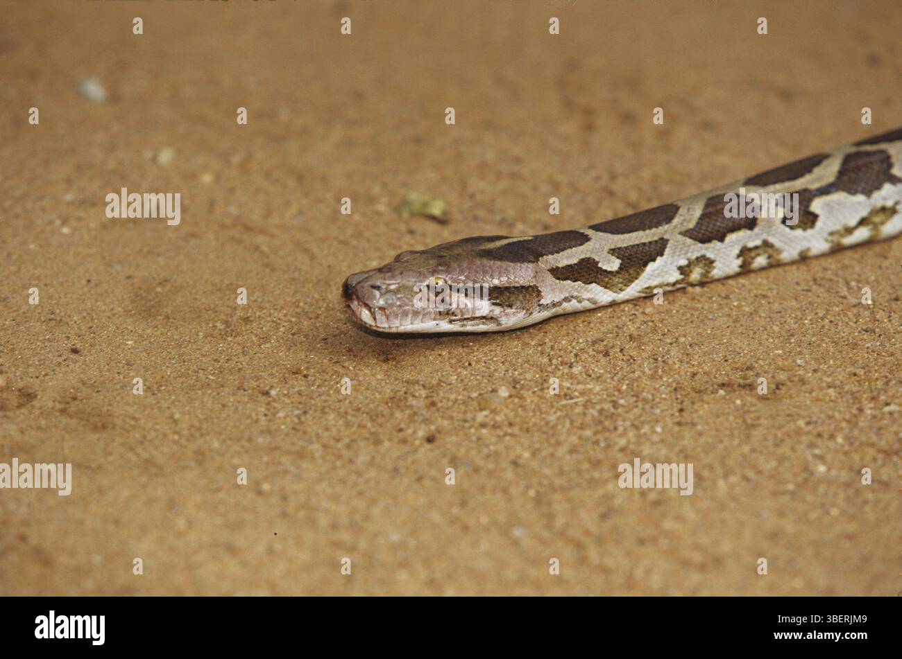 Tiger python (Python molurus Stock Photo - Alamy