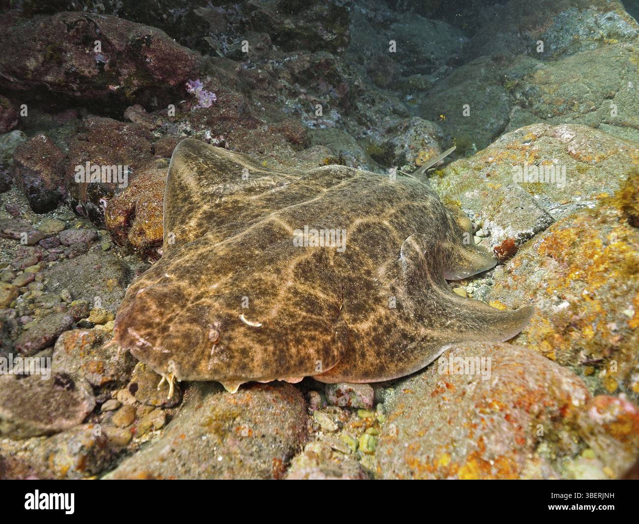 Angelshark (Squatina squatina Stock Photo - Alamy