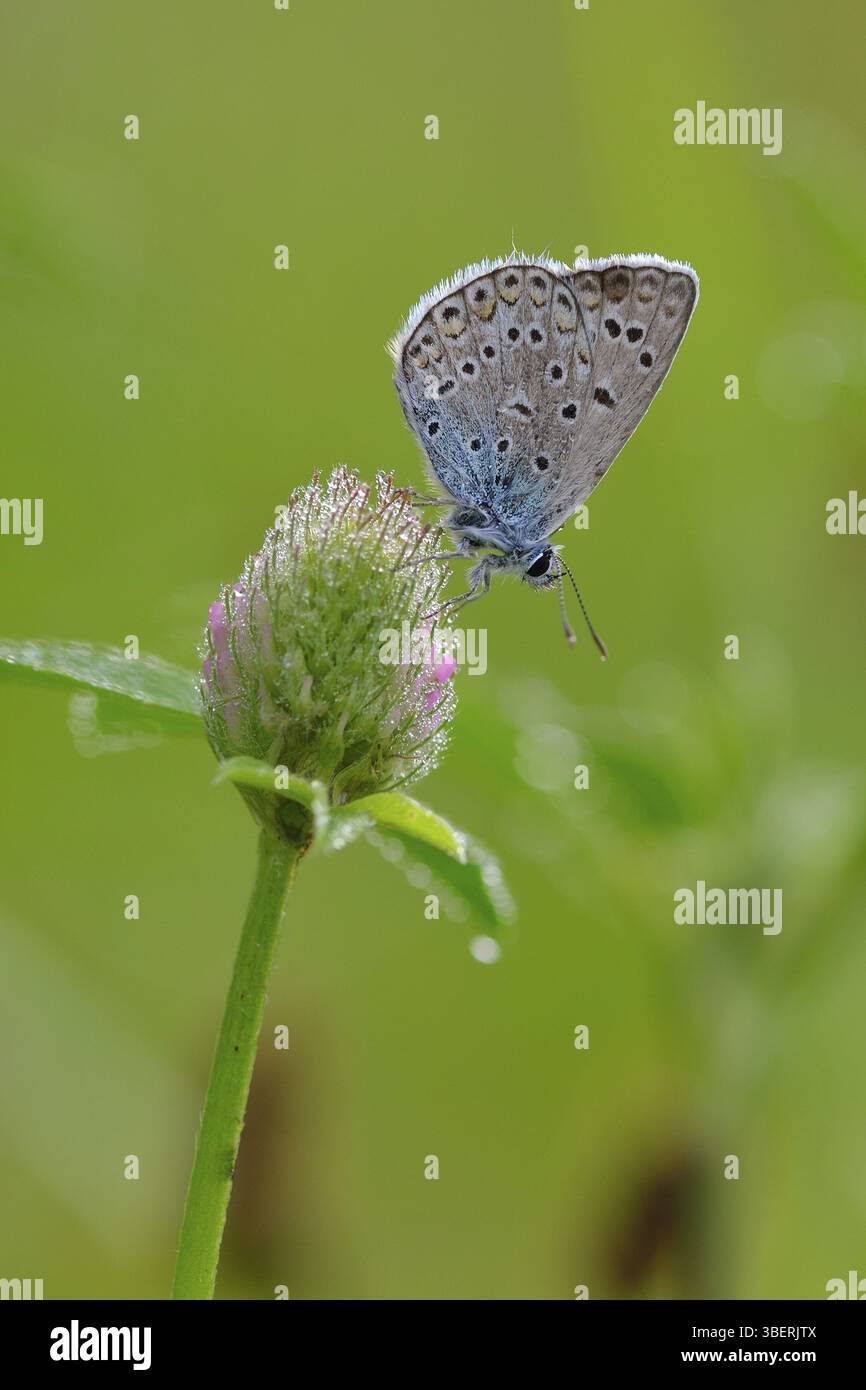 Adonis blue male lysandra hi-res stock photography and images - Alamy