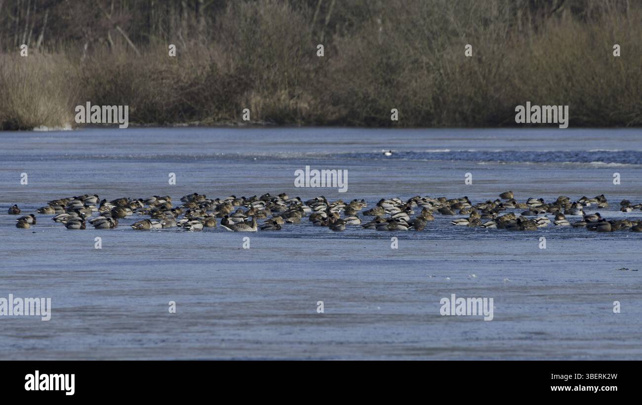 Group anatidae hi-res stock photography and images - Alamy