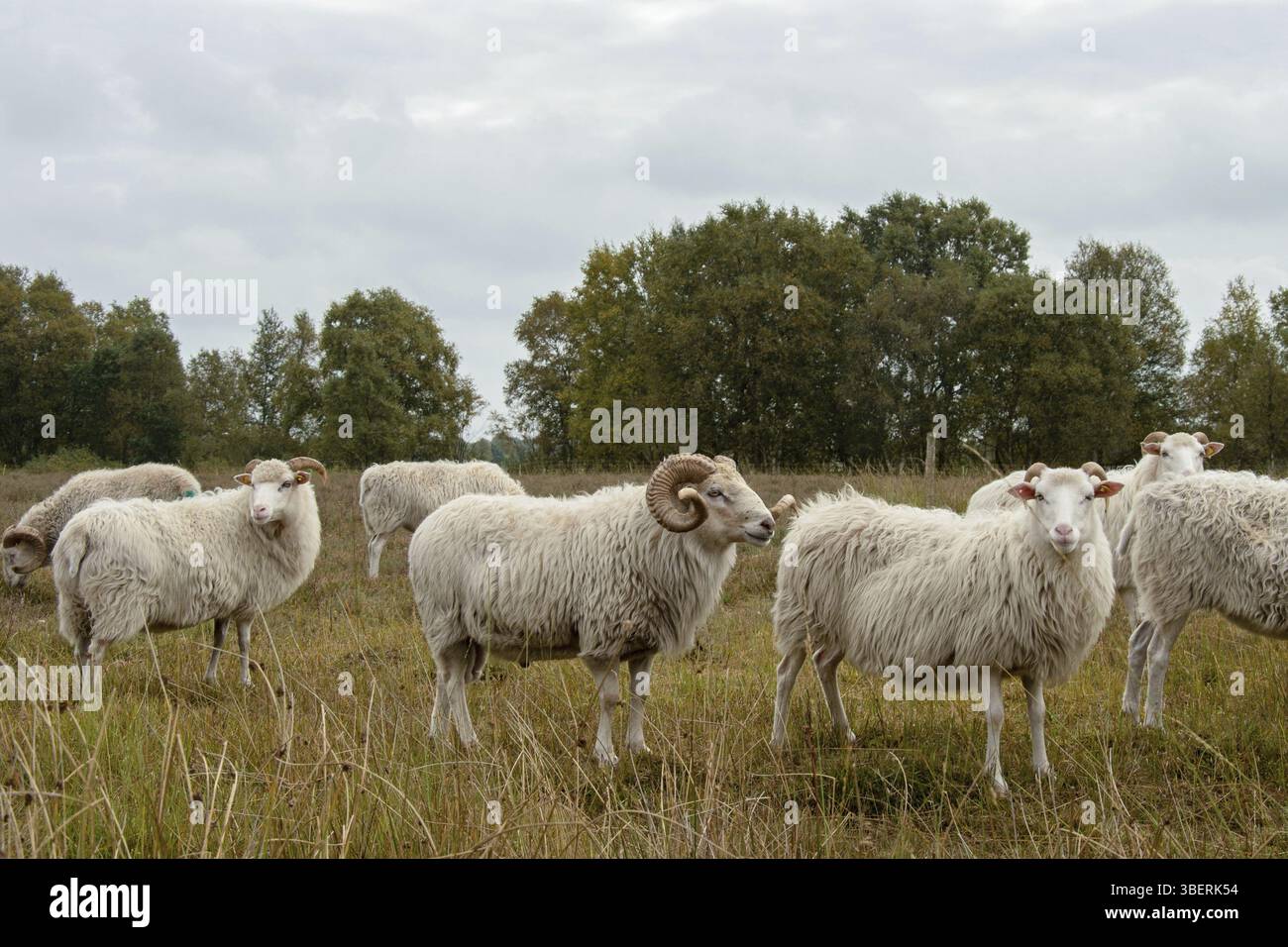 Rare nordic sheep hi-res stock photography and images - Alamy