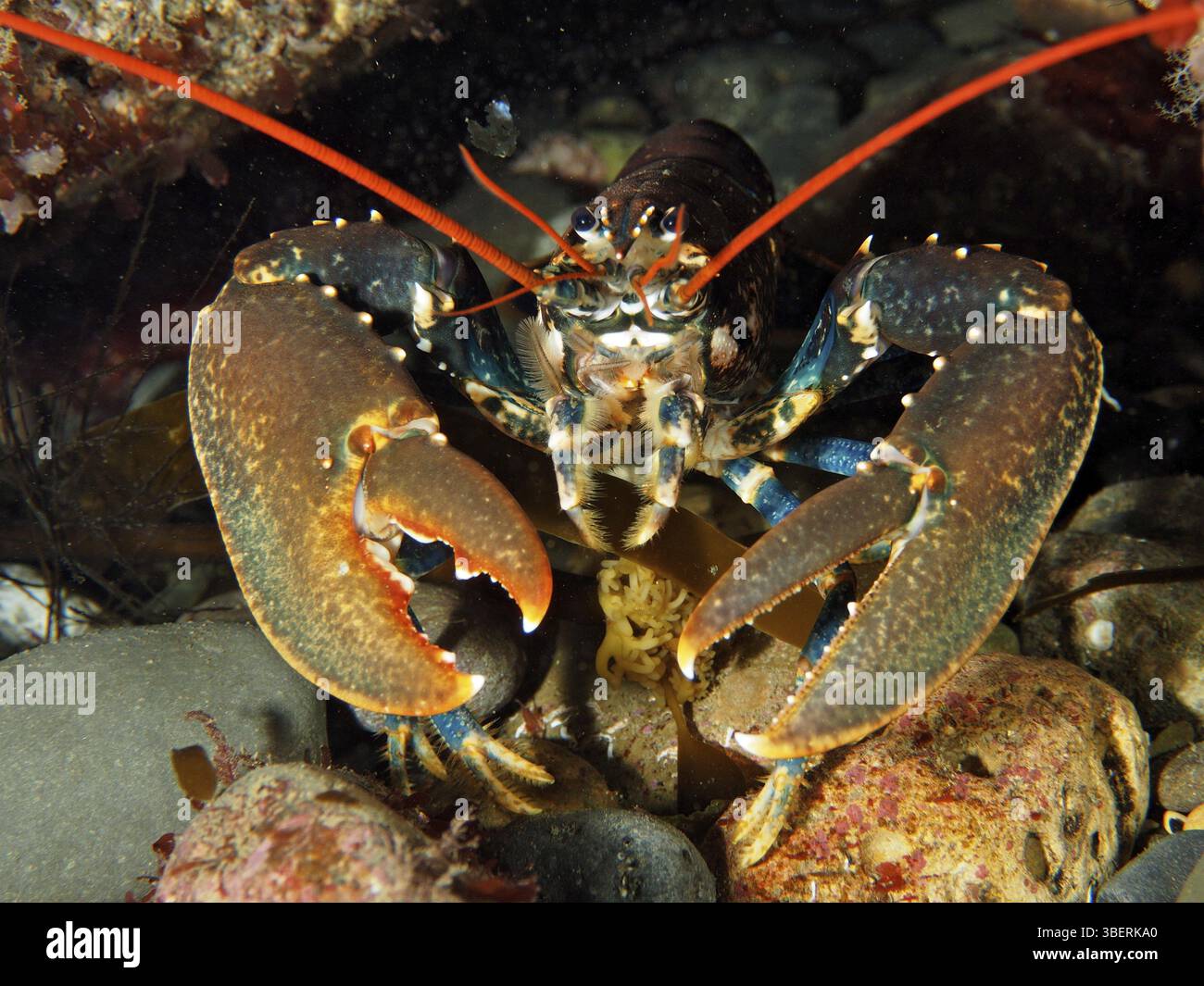 Homarus hi-res stock photography and images - Alamy