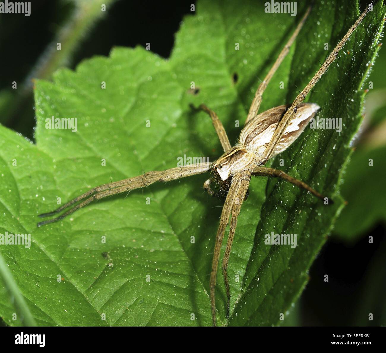 List spider (Pisaura mirabilis Stock Photo - Alamy