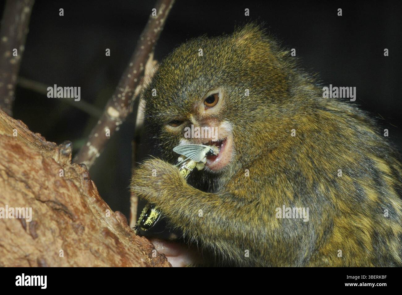 Pygmy marmoset (Cebuella pygmaea Stock Photo - Alamy