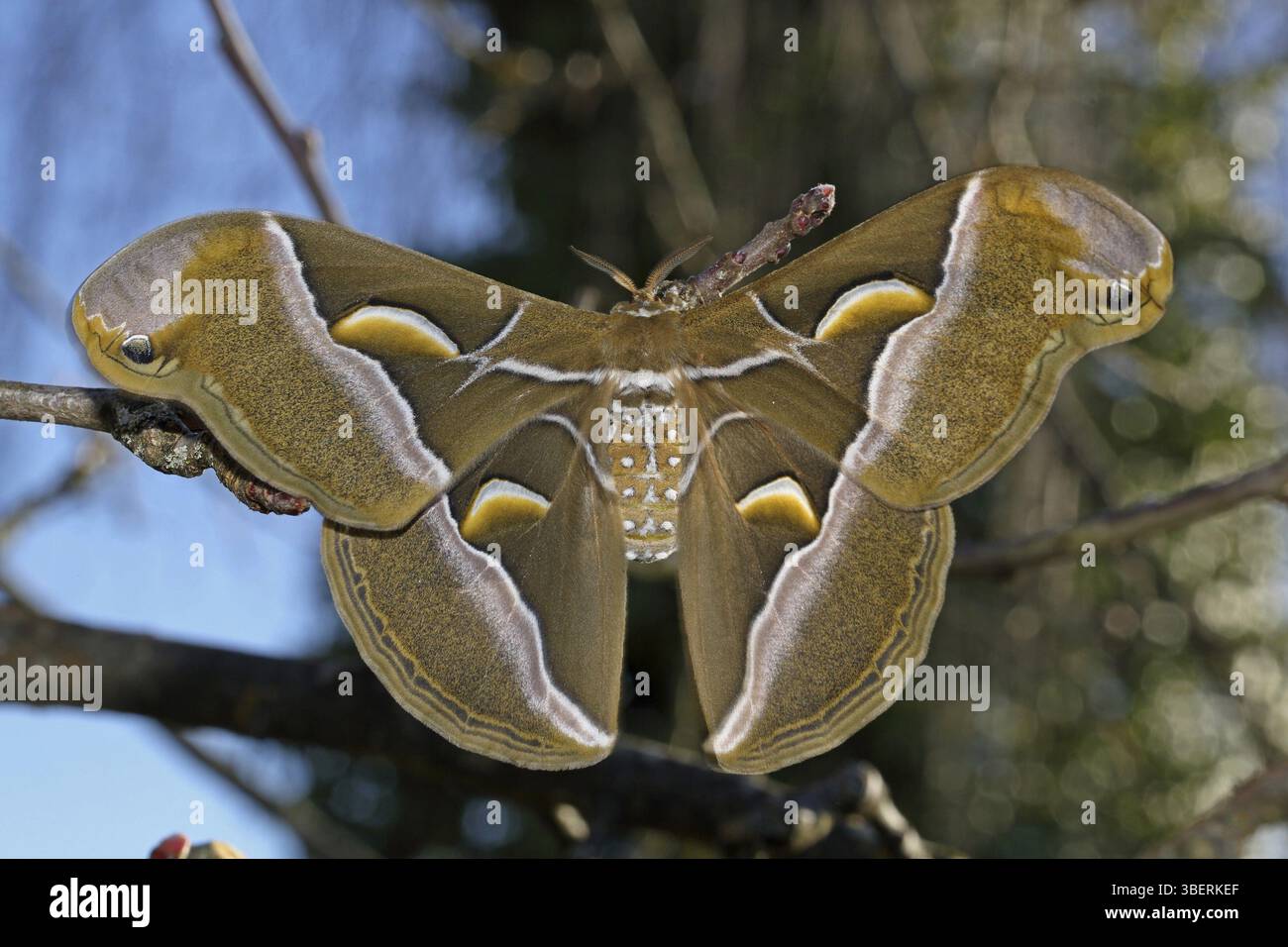 Tree of God moth (Samia cynthia Stock Photo - Alamy