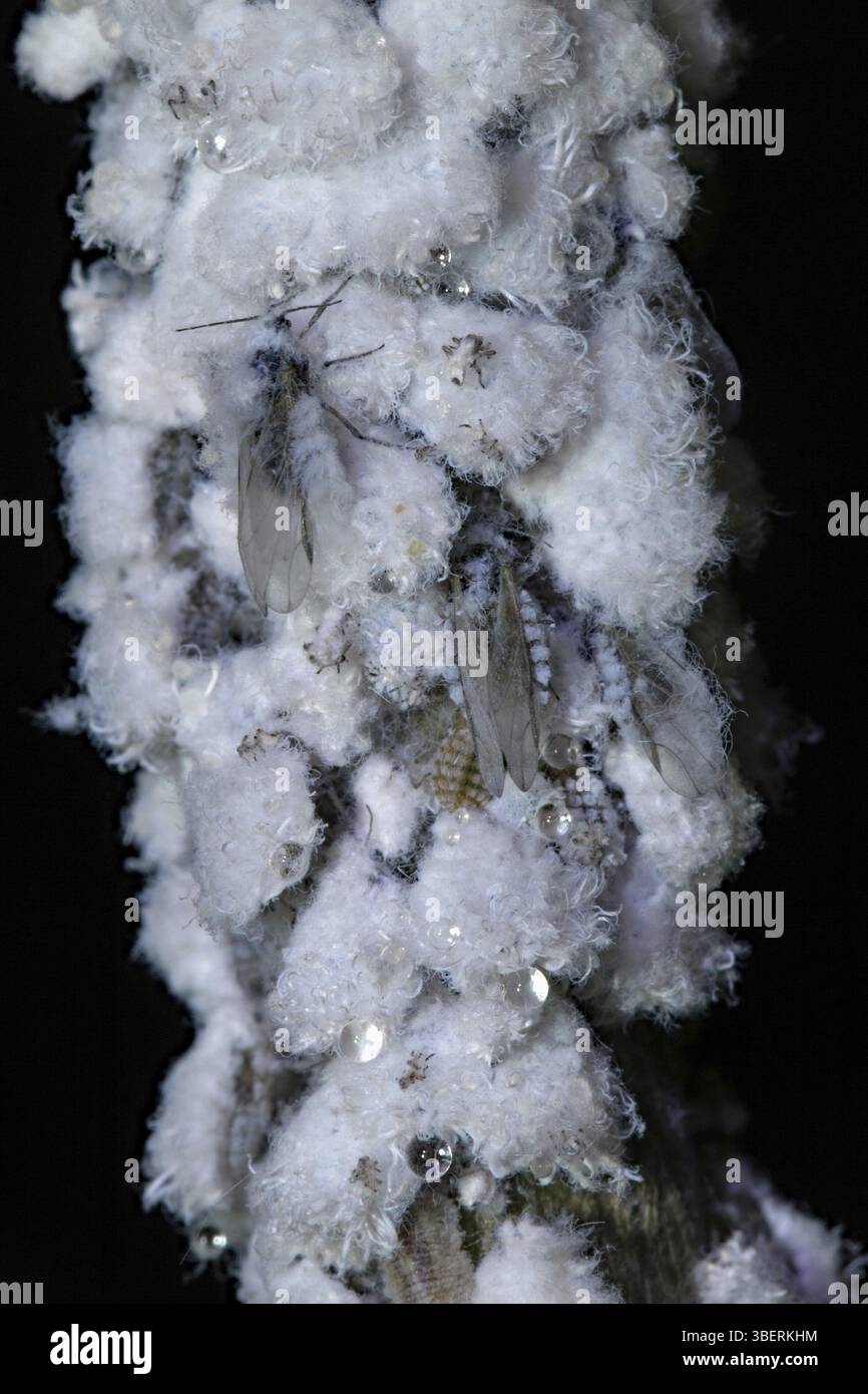 Ash woolly aphid (Pemphigus fraxini Stock Photo - Alamy
