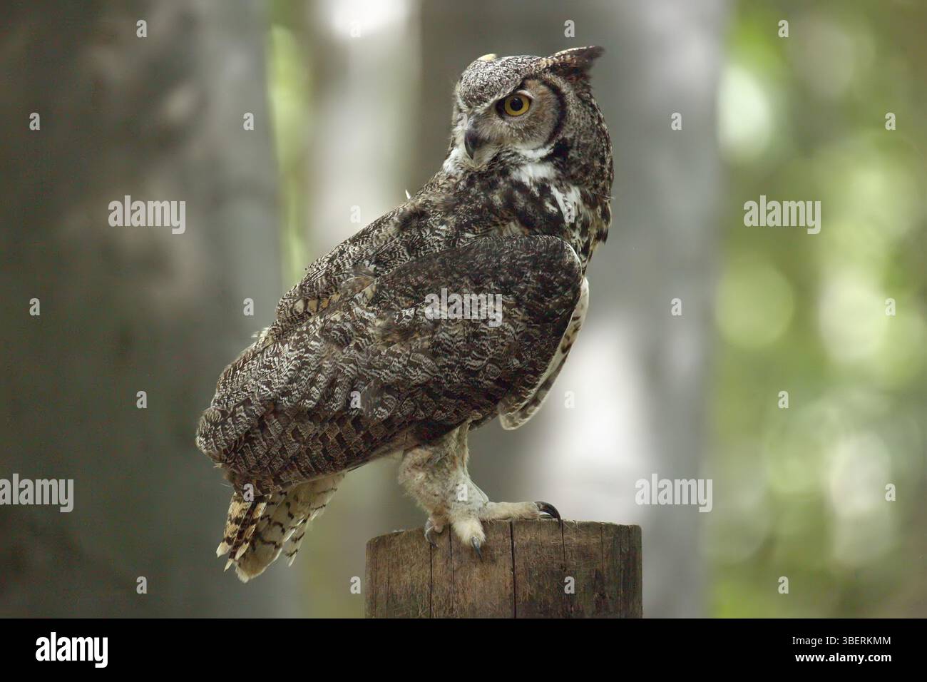Virginia eagle owl (Bubo virginianus Stock Photo - Alamy