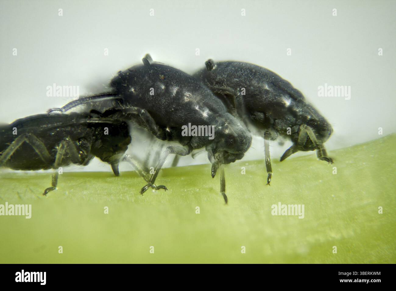 Black bean aphid (Aphis fabae Stock Photo - Alamy