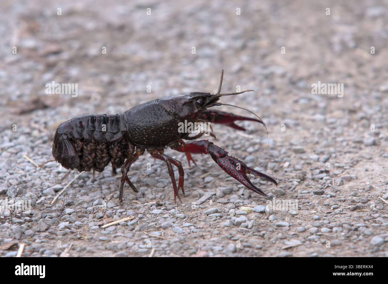 American red swamp crayfish (Procambarus clarkii Stock Photo - Alamy