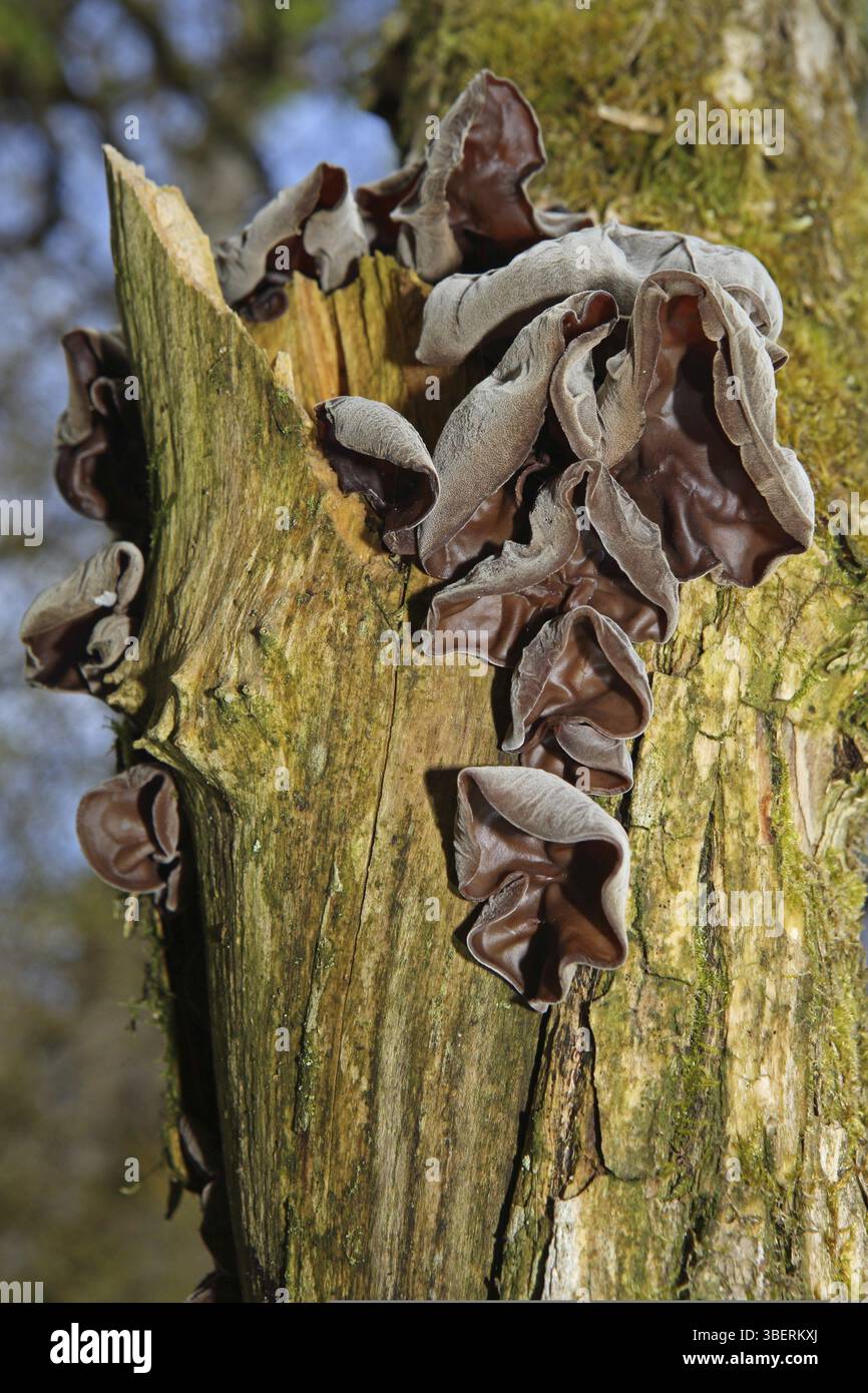 Judas ear (Auricularia auricula-judae Stock Photo - Alamy