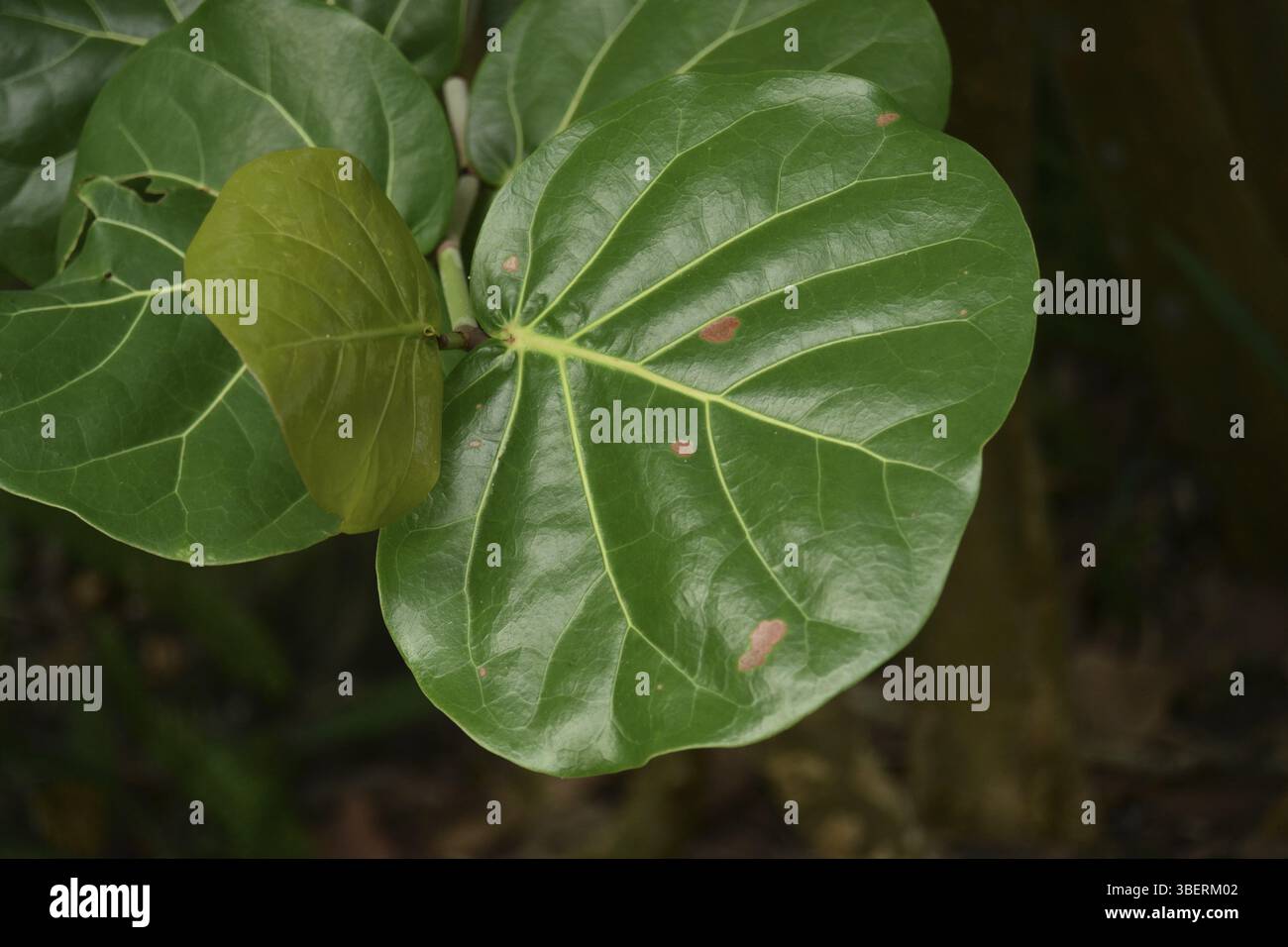 Sea grape tree (Coccoloba uvifera Stock Photo - Alamy