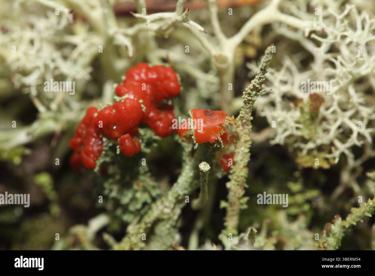 Scarlet cup lichen (Cladonia coccifera Stock Photo - Alamy