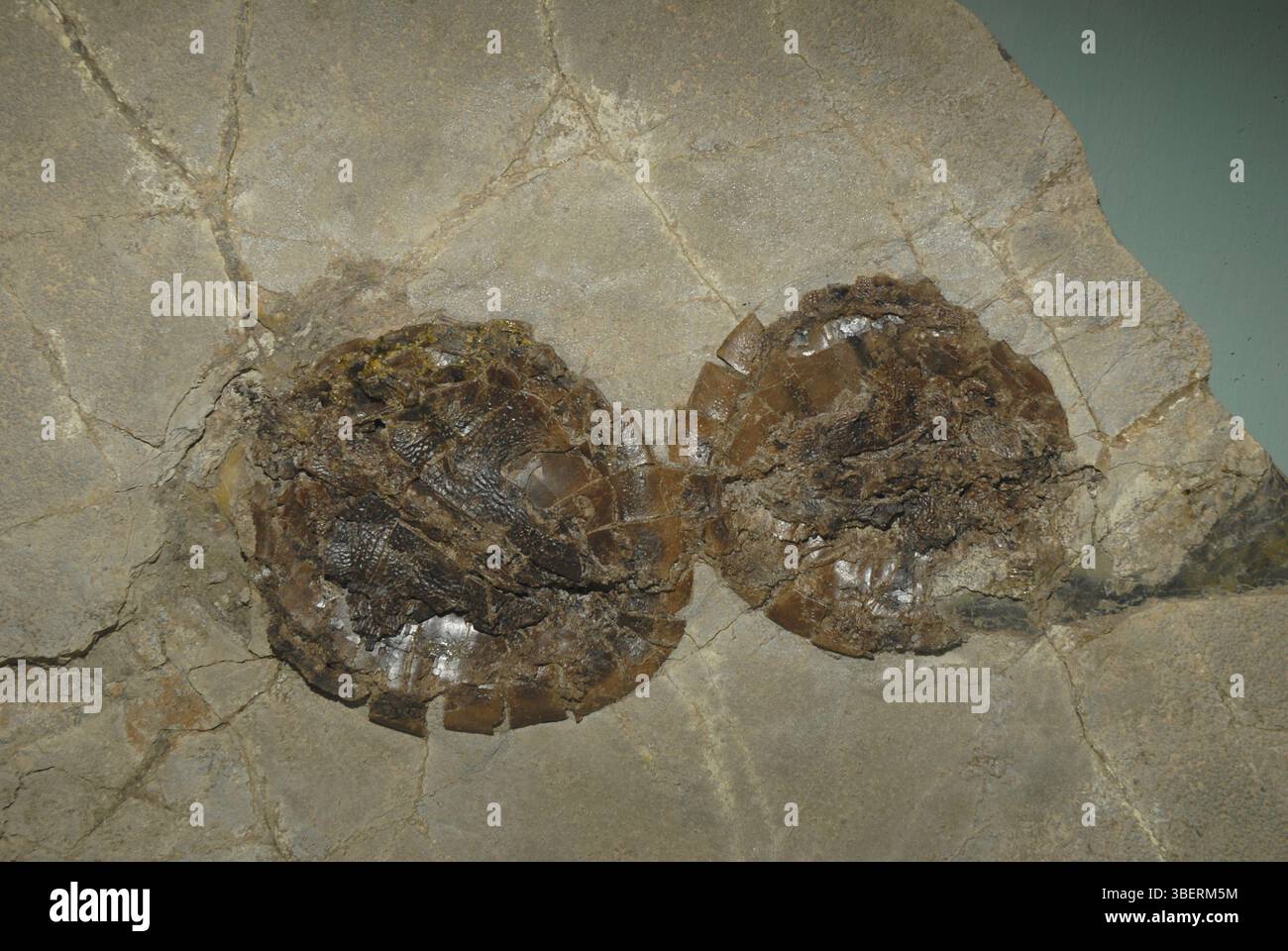 Fossil turtles from the Messel Pit Stock Photo - Alamy