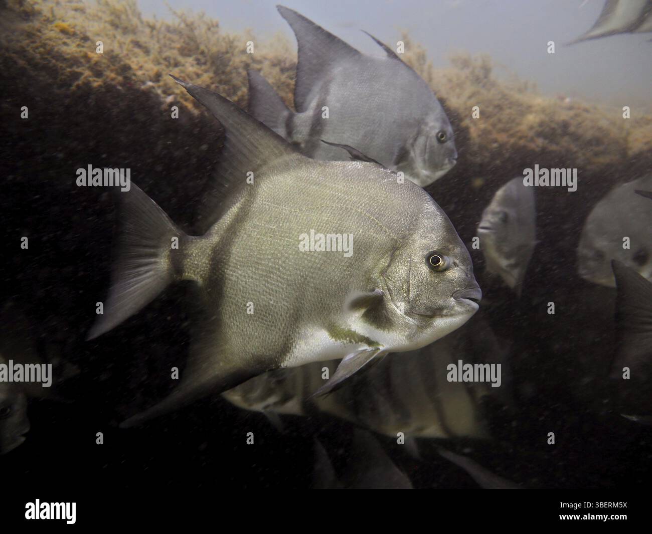 Atlantic spadefish (Chaetodipterus faber Stock Photo - Alamy