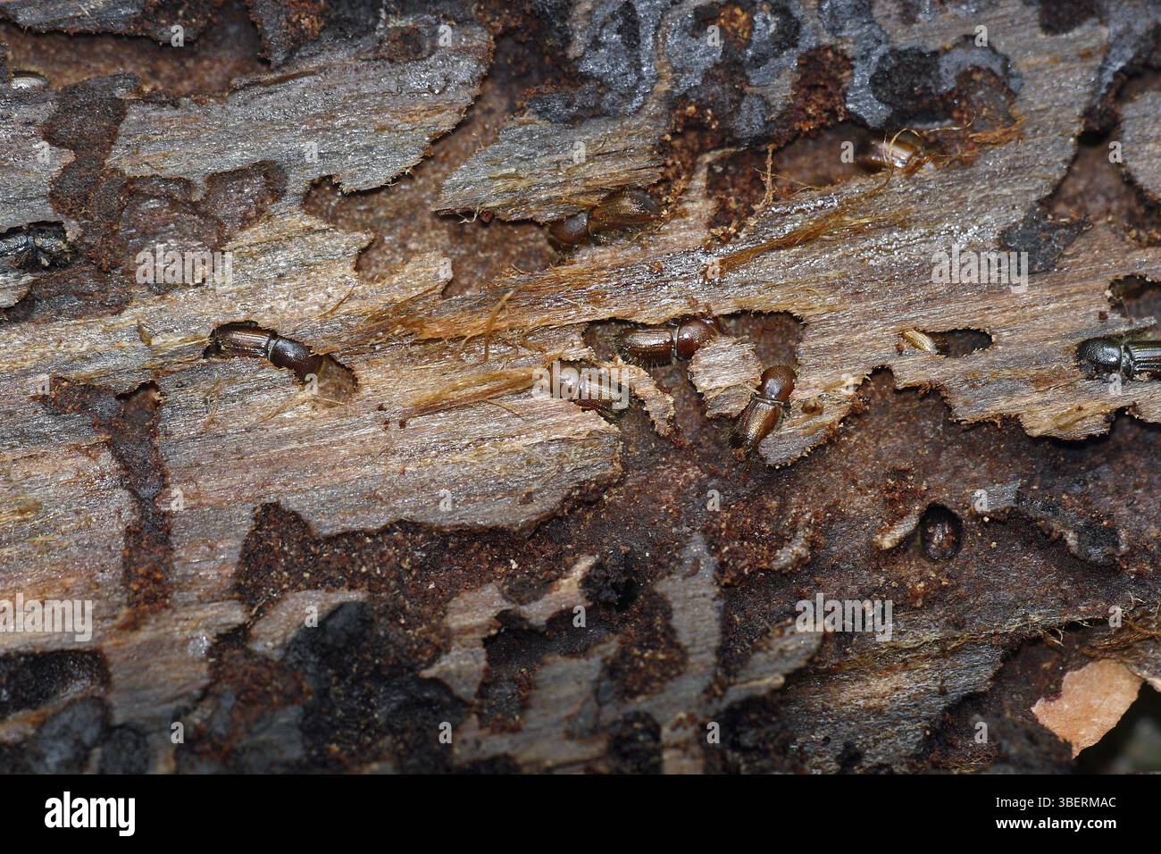 Douglas fir insect damage hi-res stock photography and images - Alamy