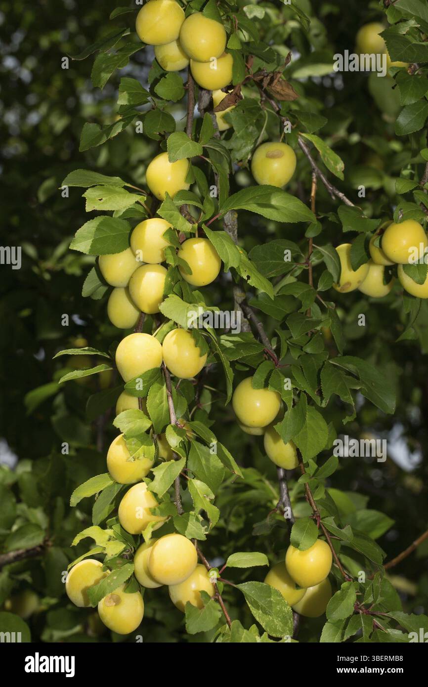 Mirabelle plum (Prunus domestica subsp. syriaca Stock Photo - Alamy