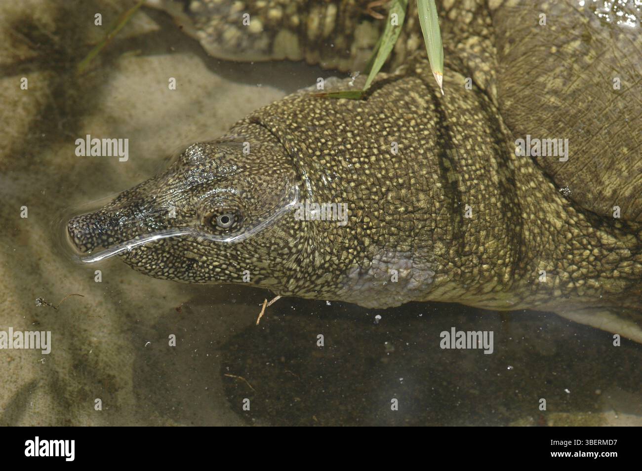 Nile softshell turtle (Trionyx triunguis Stock Photo - Alamy