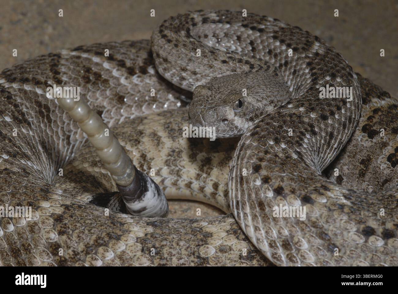 Texas rattlesnake (Crotalus atrox Stock Photo - Alamy