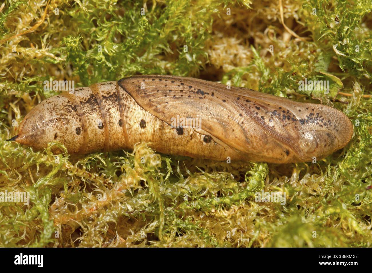 Vine Hawk-Moth (Hippotion celerio Stock Photo - Alamy