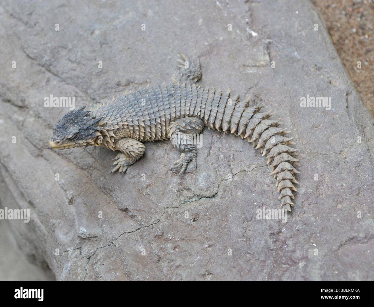 Giant belt-tail (Smaug giganteus Stock Photo - Alamy