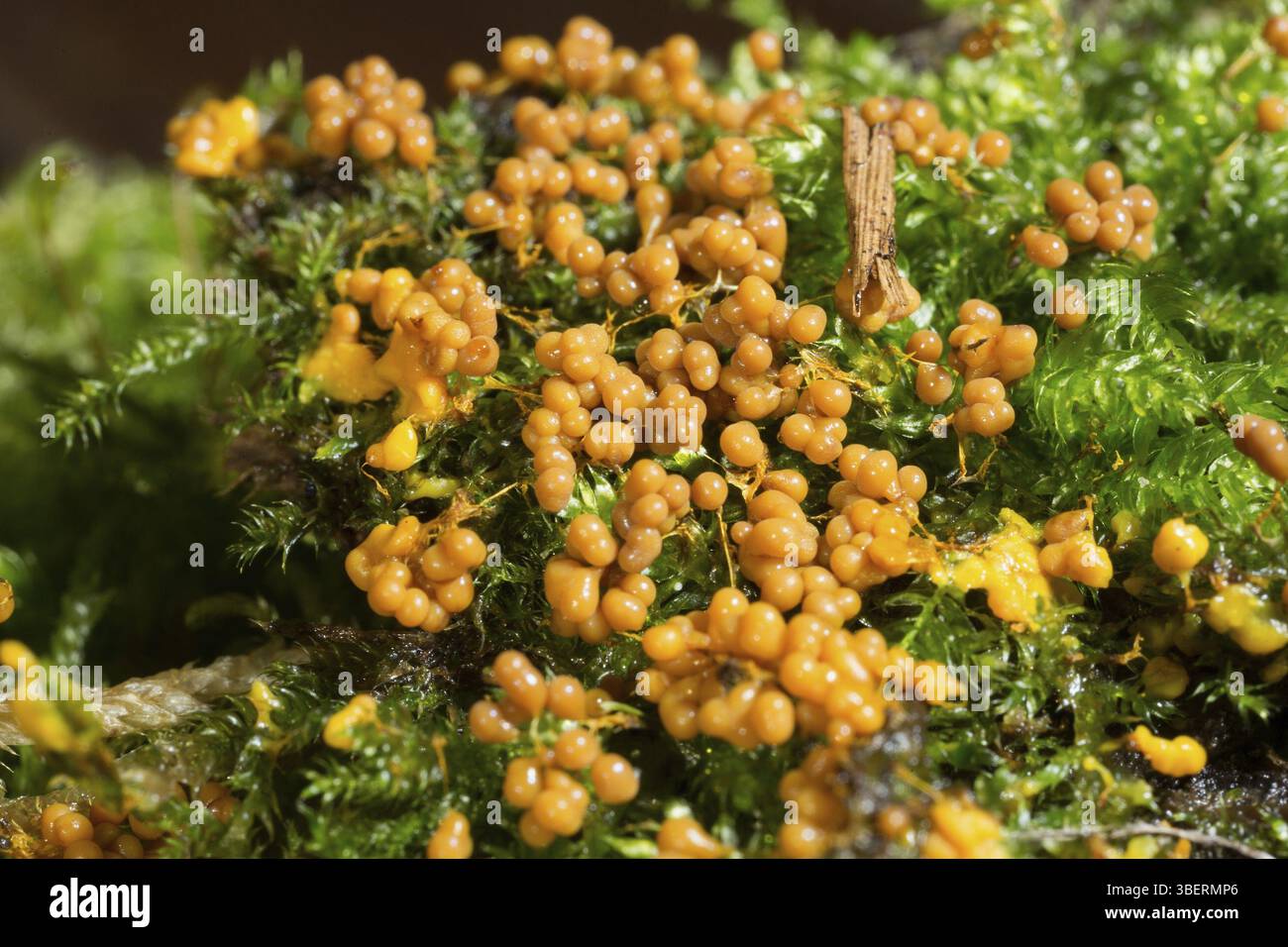 Filamentous fruit slime mould (Badhamia utricularis Stock Photo - Alamy