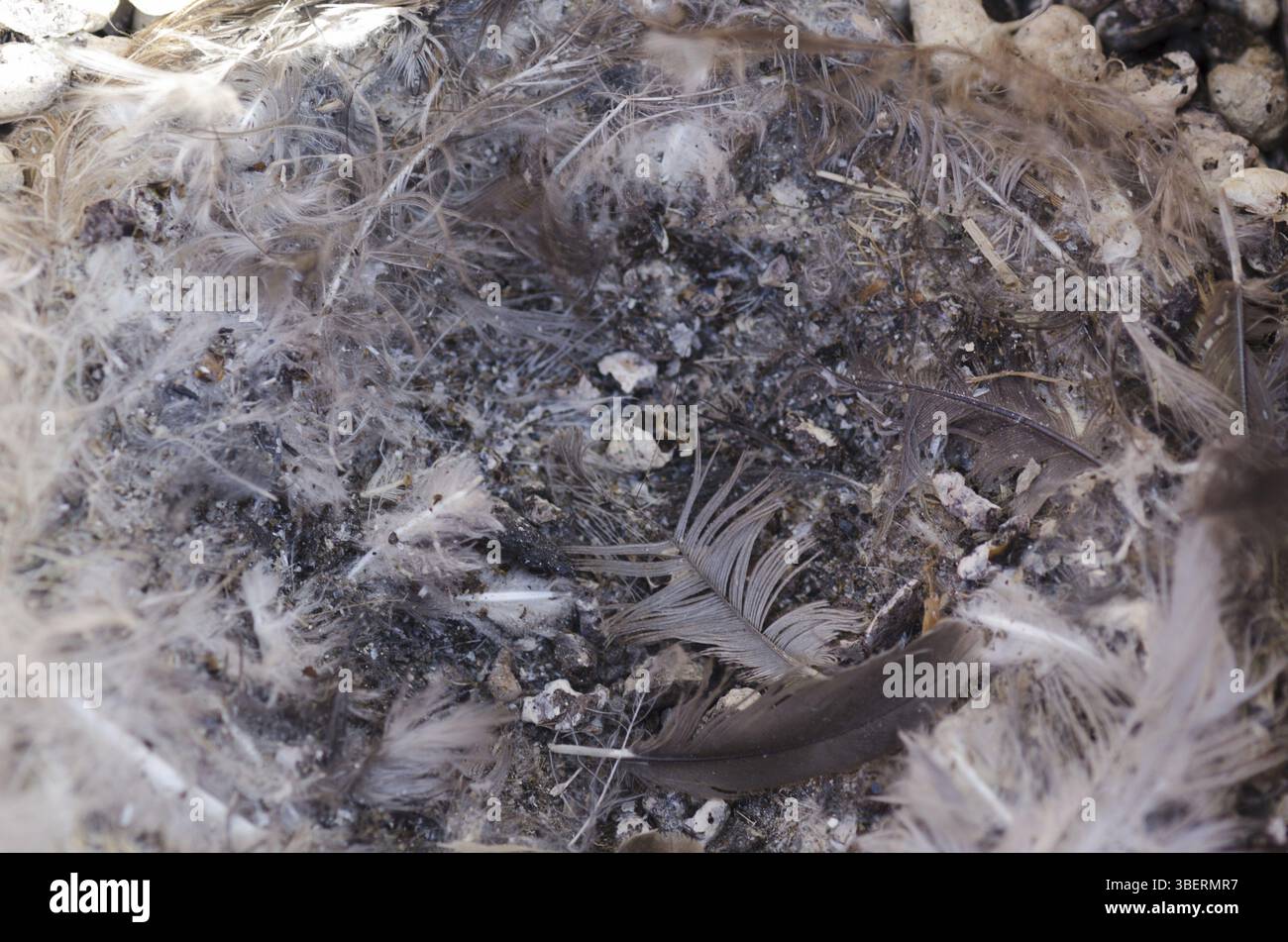 Alpine swift, nest (Apus melba Stock Photo - Alamy