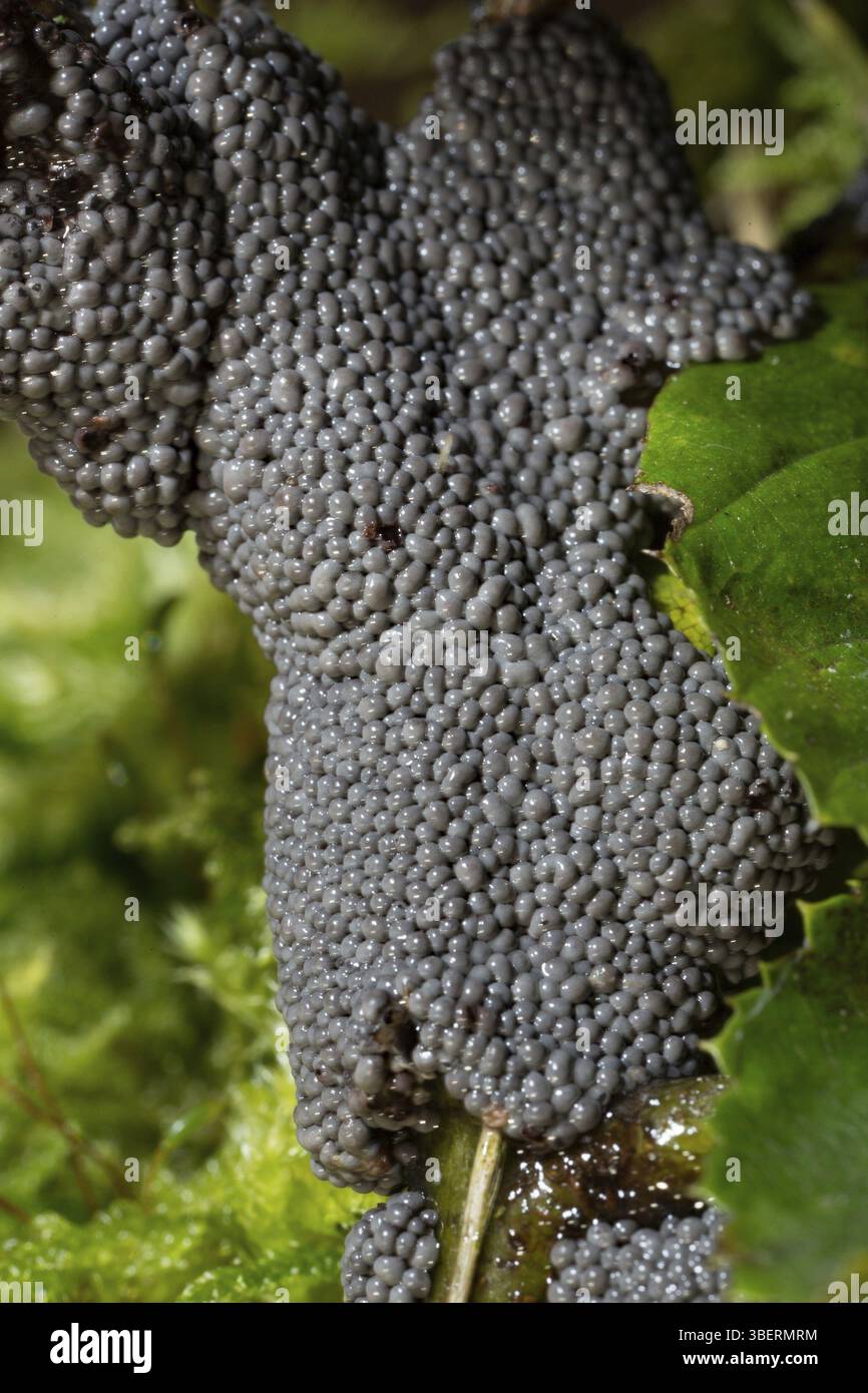 Grey mold plant hi-res stock photography and images - Alamy