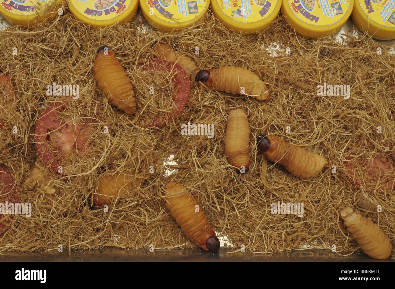 Acete de suri beetle larvae (Rhynchophorus palmarum Stock Photo - Alamy