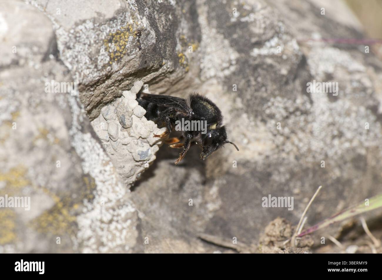 Mortar bee (wall bee, mason bee, mortar bee Stock Photo - Alamy