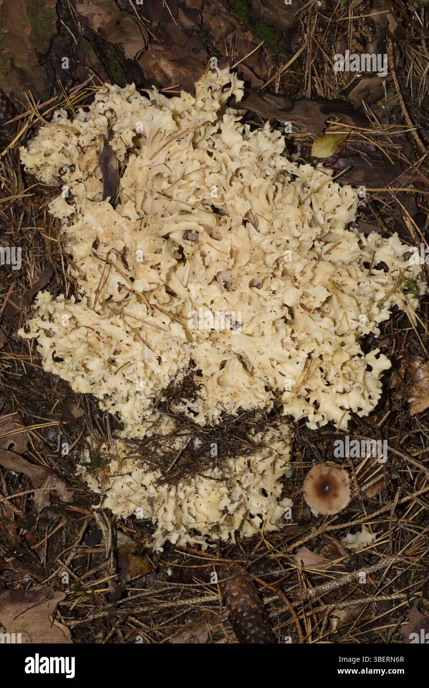Wood Cauliflower fungus, Fat hen (Wood Cauliflower crispa Stock Photo ...