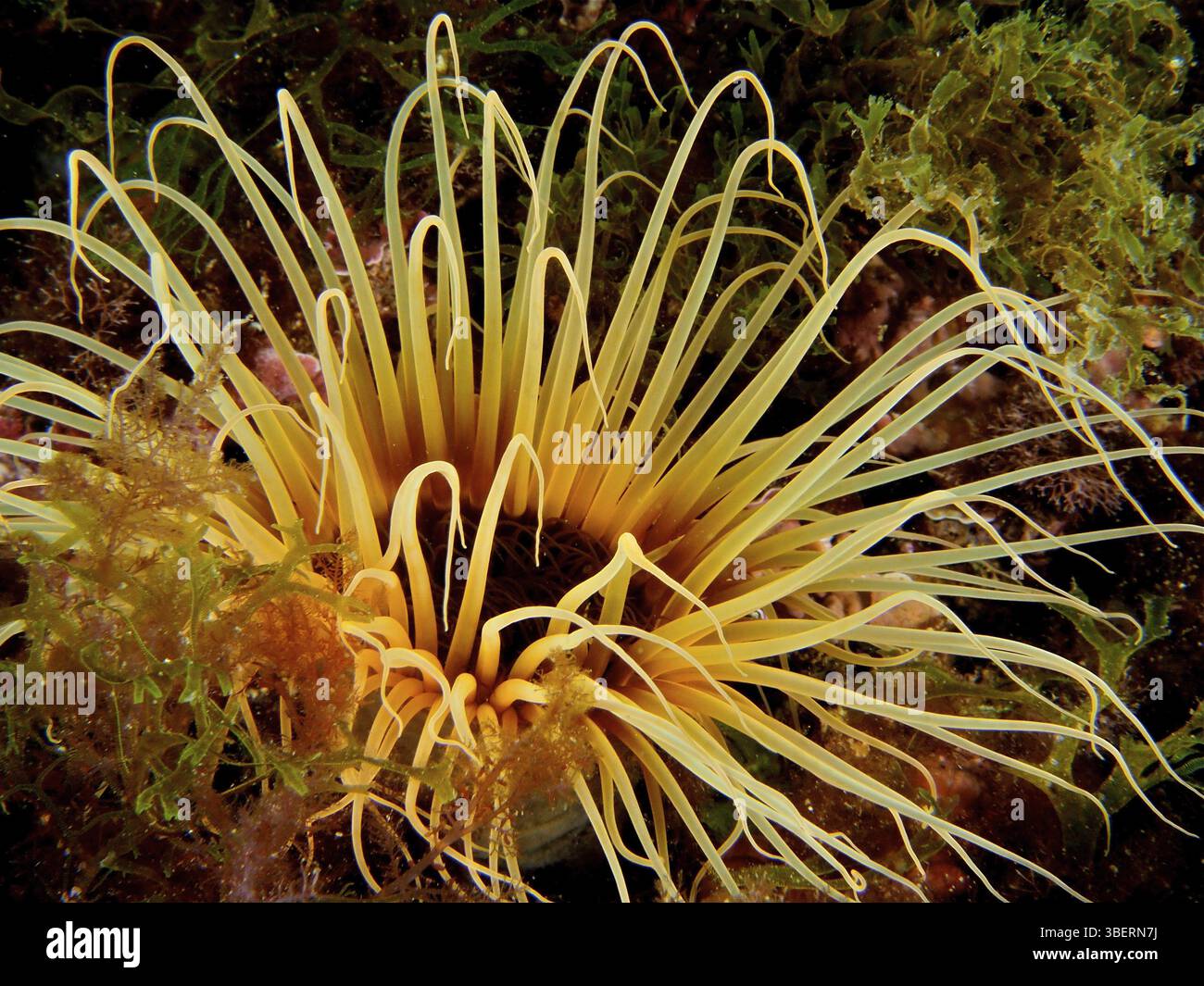 Cylinder rose (Cerianthus membranaceus Stock Photo - Alamy