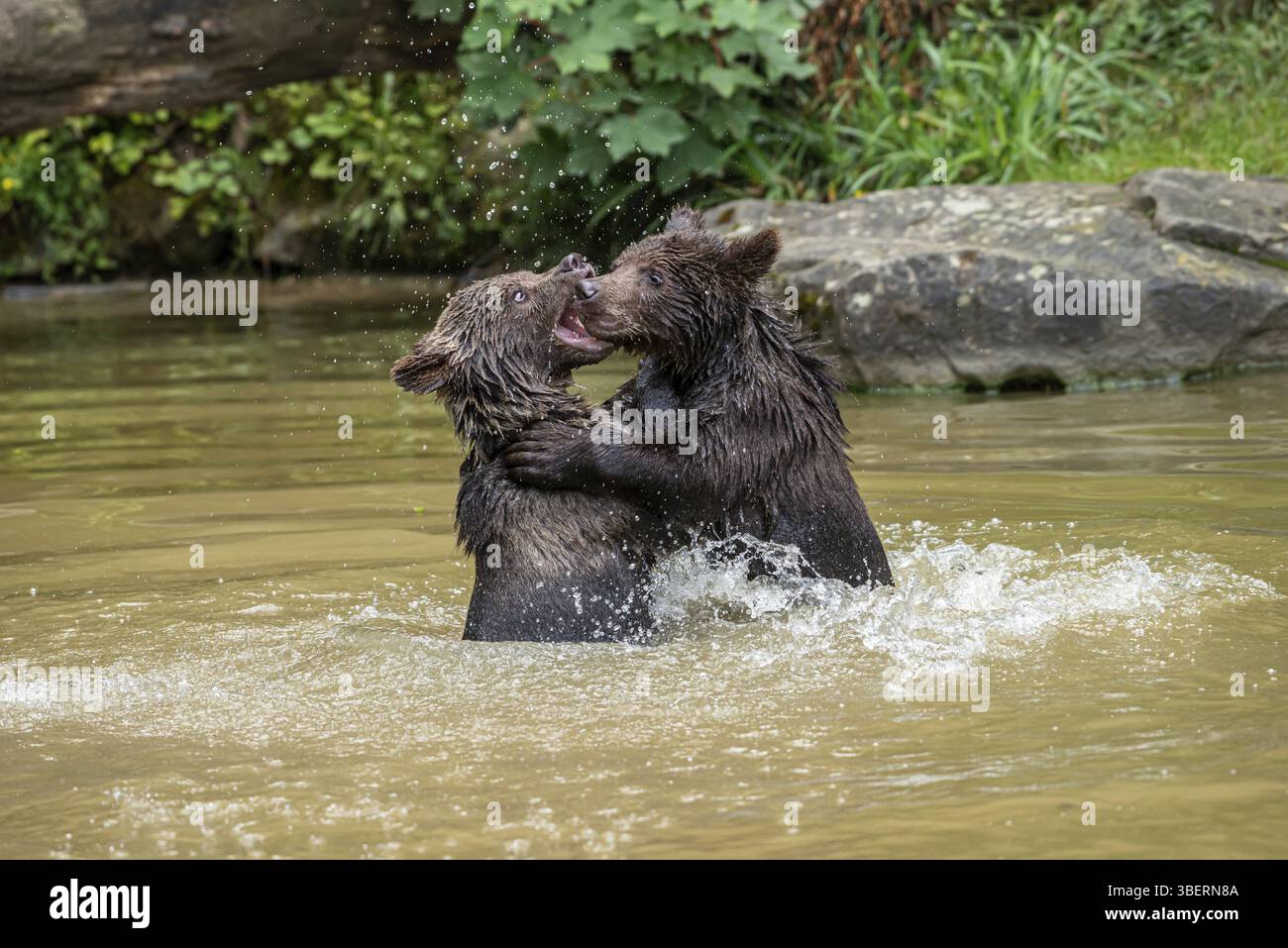 Bear playground (Ursus (genus arctos Stock Photo - Alamy