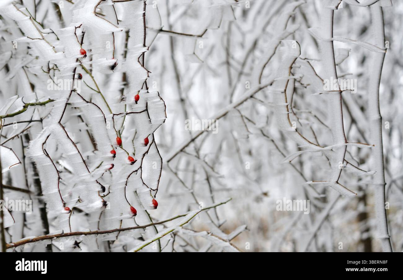 Rose hip, dog rose (Rosa canina Stock Photo - Alamy