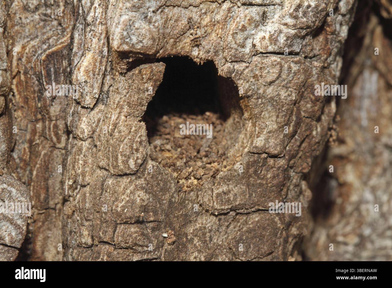 Willow borer (Cossus cossus Stock Photo - Alamy