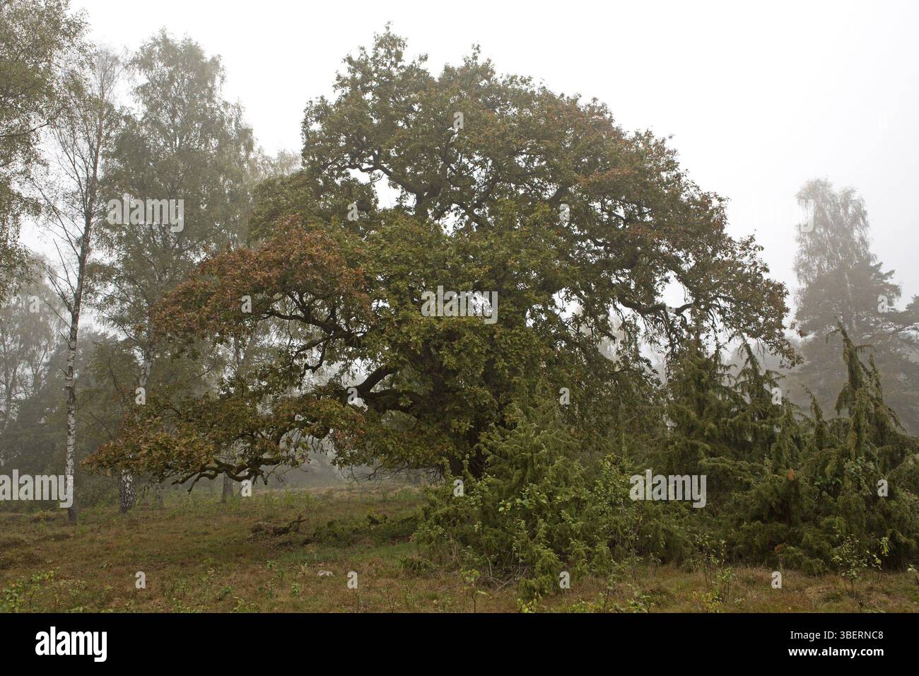 Oak tree (Quercus Stock Photo - Alamy