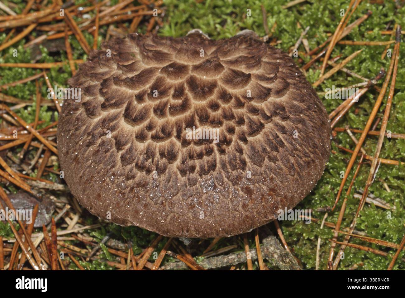 Hawk mushroom (Sarcodon imbricatus Stock Photo - Alamy