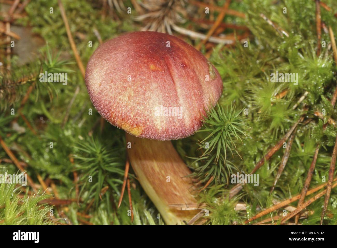 Red-haired agaric (Tricholomopsis rutilans Stock Photo - Alamy