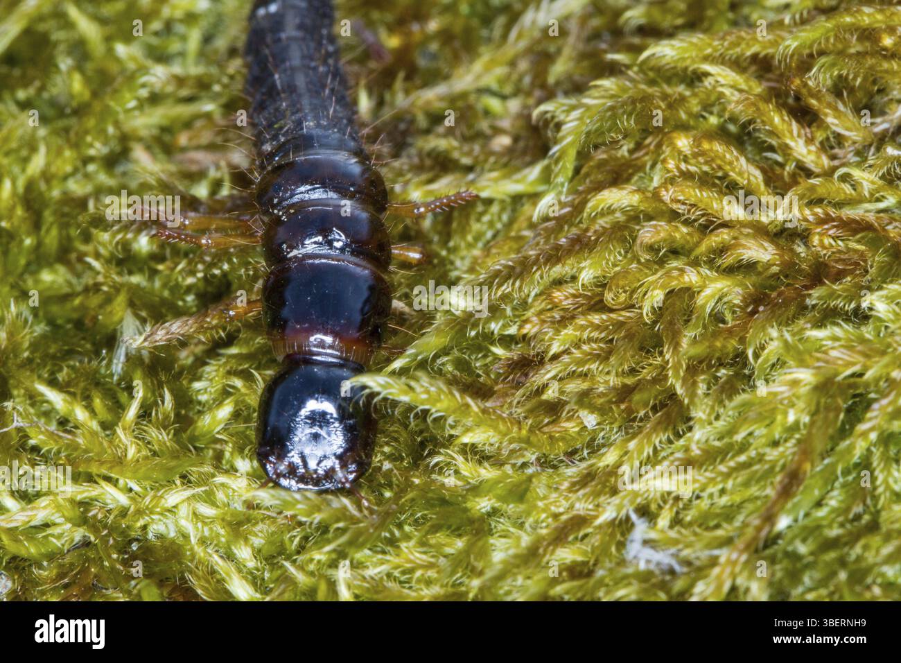 Ground beetle - larva (Carabidae Stock Photo - Alamy