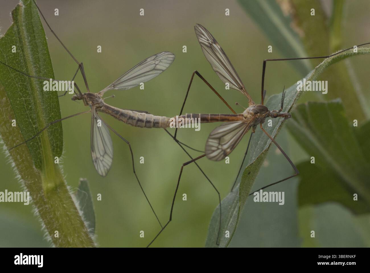 Male crane fly tipula hi-res stock photography and images - Alamy