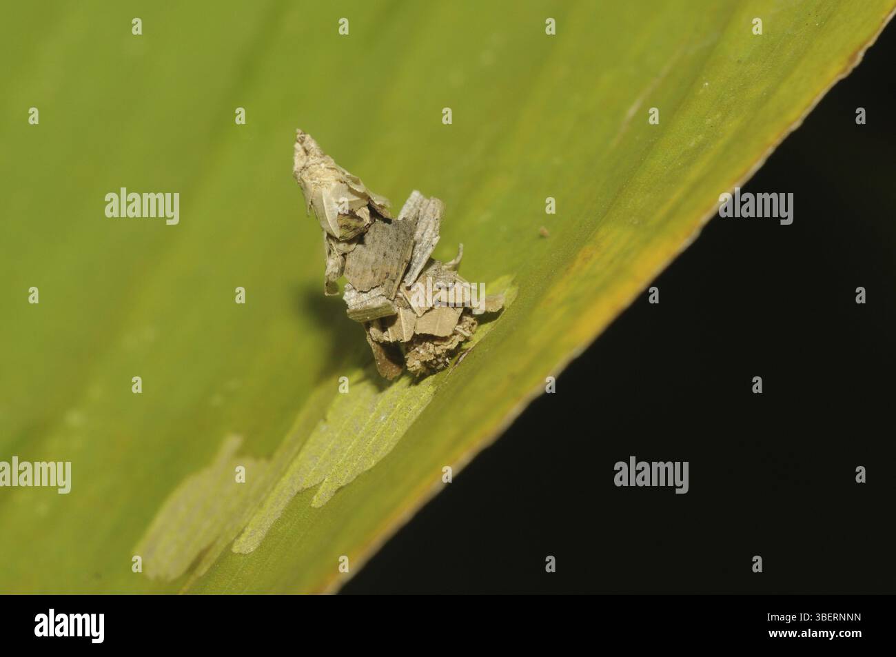 Body of a bagworm caterpillar (Psychidae Stock Photo - Alamy
