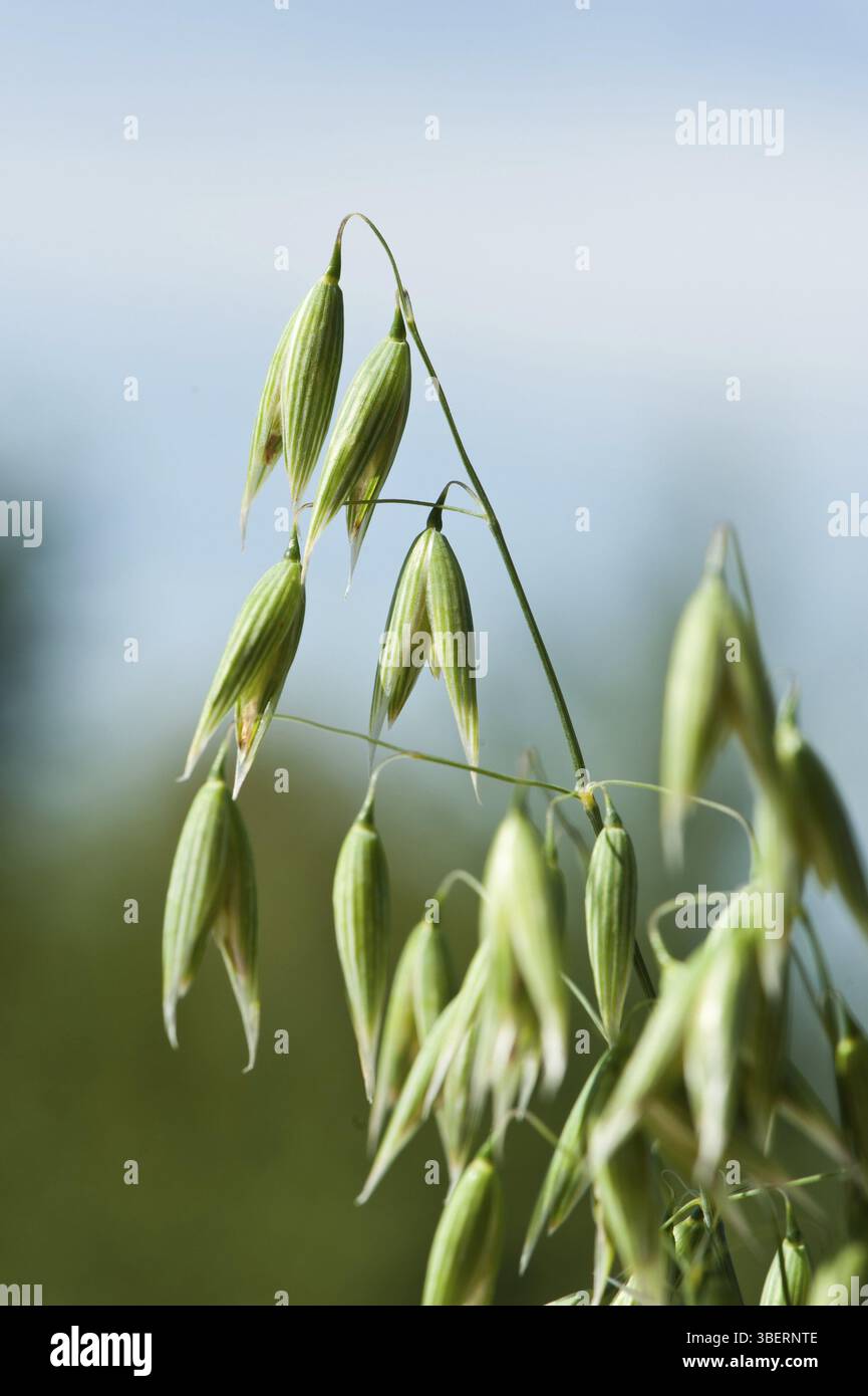 Cultivated oats hi-res stock photography and images - Alamy