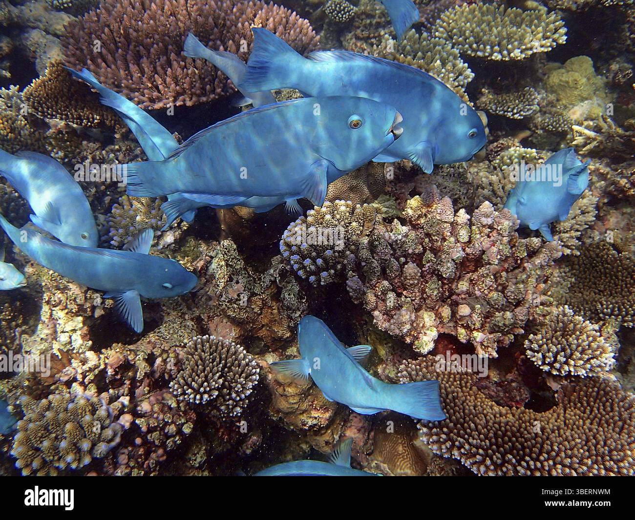Parrotfish scaridae maldives hi-res stock photography and images - Alamy