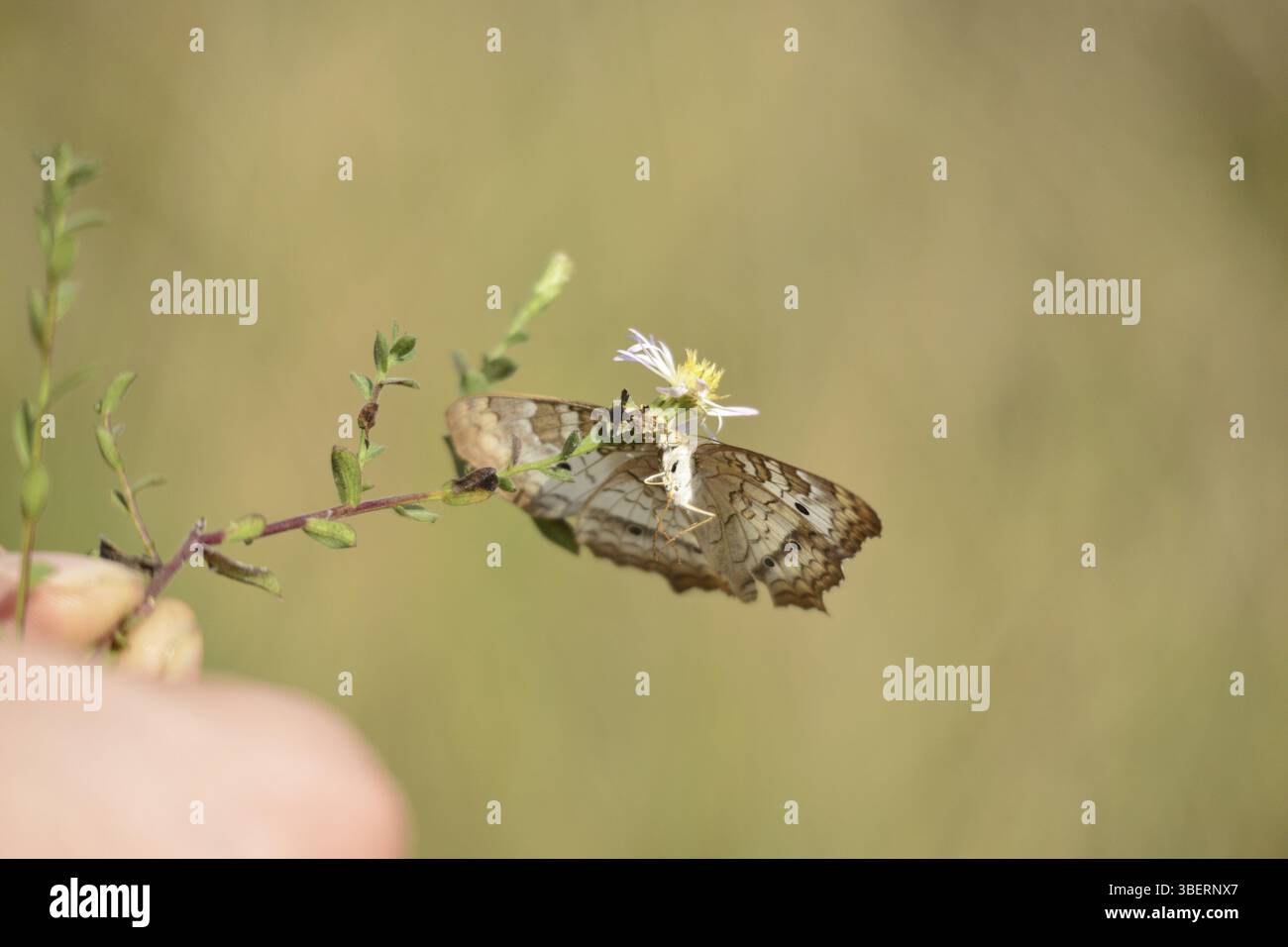 Florida noble butterfly with crab spider (Anartia jatrophae Stock Photo ...